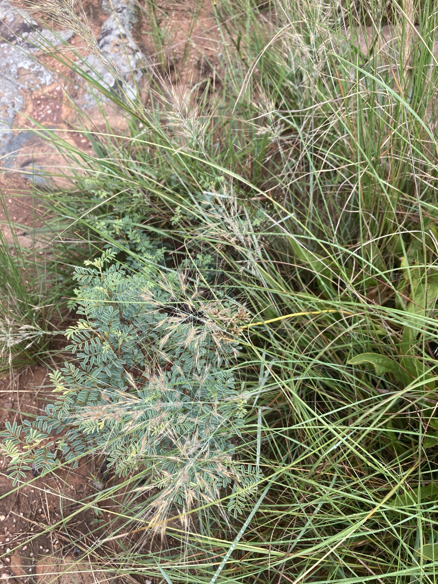 Loudetia simplex (Nees) C.E.Hubb.