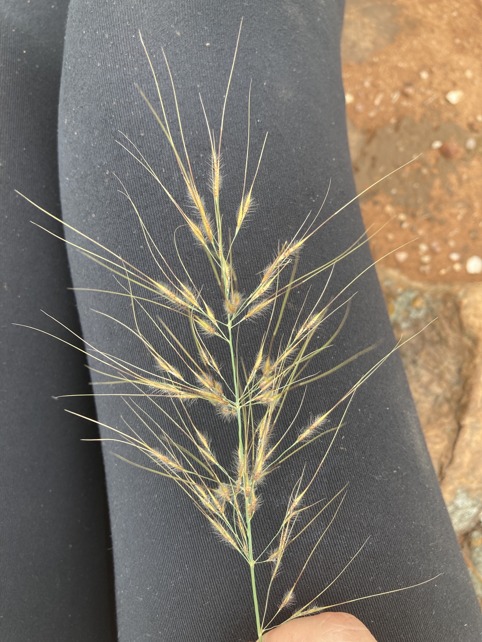 Loudetia simplex (Nees) C.E.Hubb.