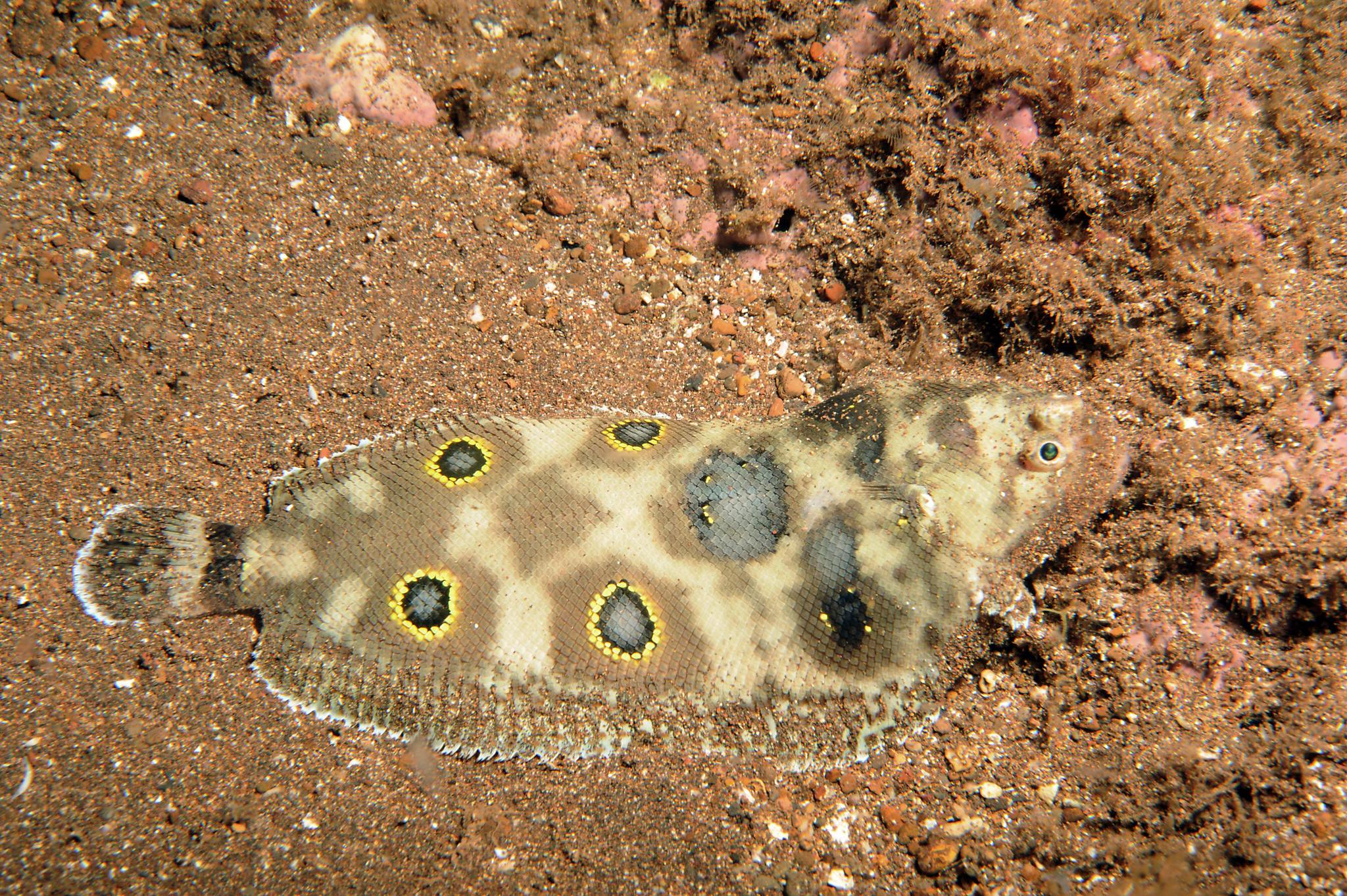 Microchirus ocellatus (Linnaeus, 1758)