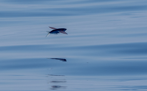 Largescale Flyingfish (Cypselurus oligolepis) · iNaturalist
