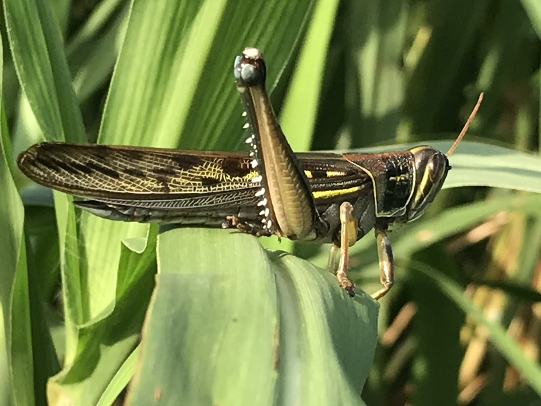 Patanga succincta (Johannson, 1763)