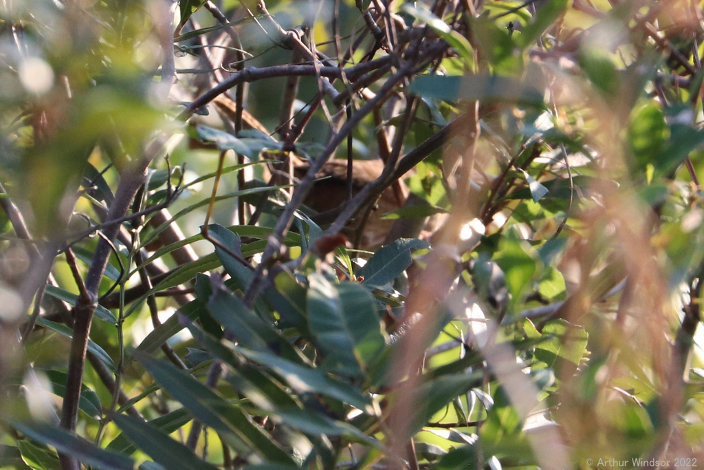 House Wren from Hungryland Slough, FL, USA on January 15, 2022 at 04:48 ...