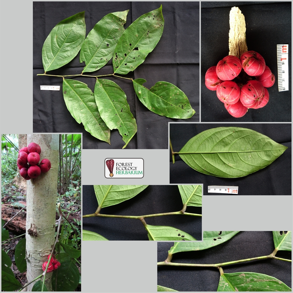 Glochidion oxygonum from KCH 04, concession area of PT Kirana Cakrawala ...