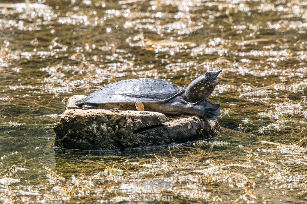 Southeast Asian Softshell Turtle in January 2022 by Ultraman Max ...