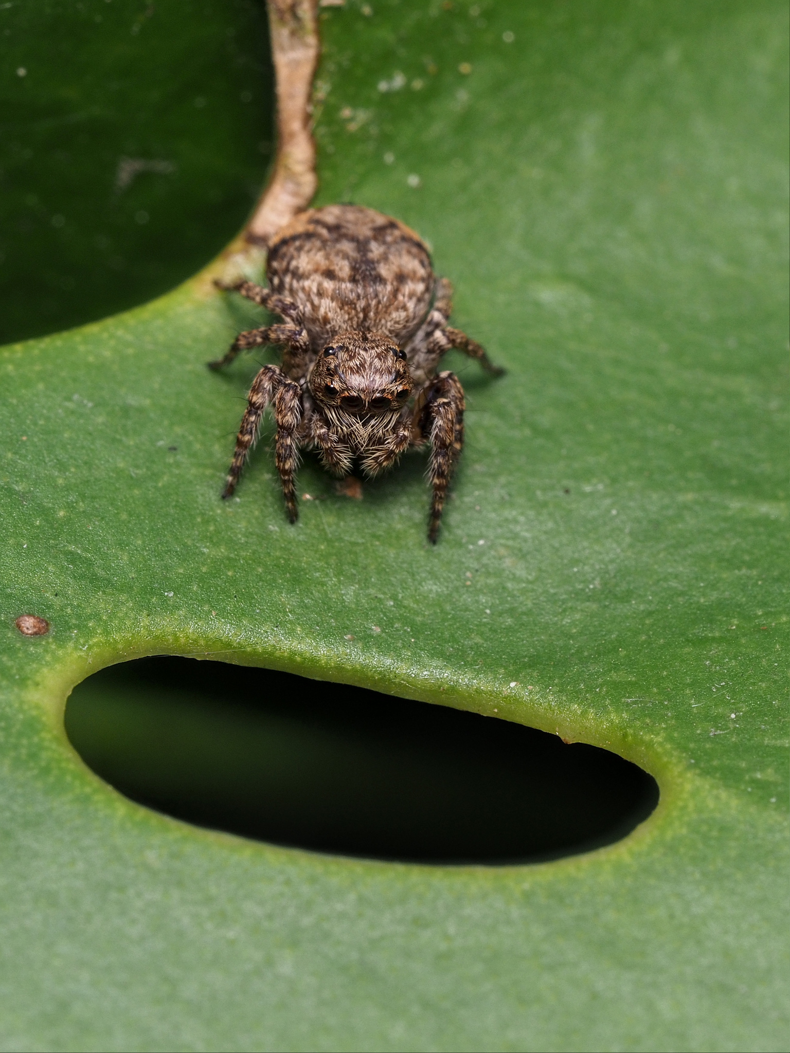 Servaea incana (Karsch, 1878)