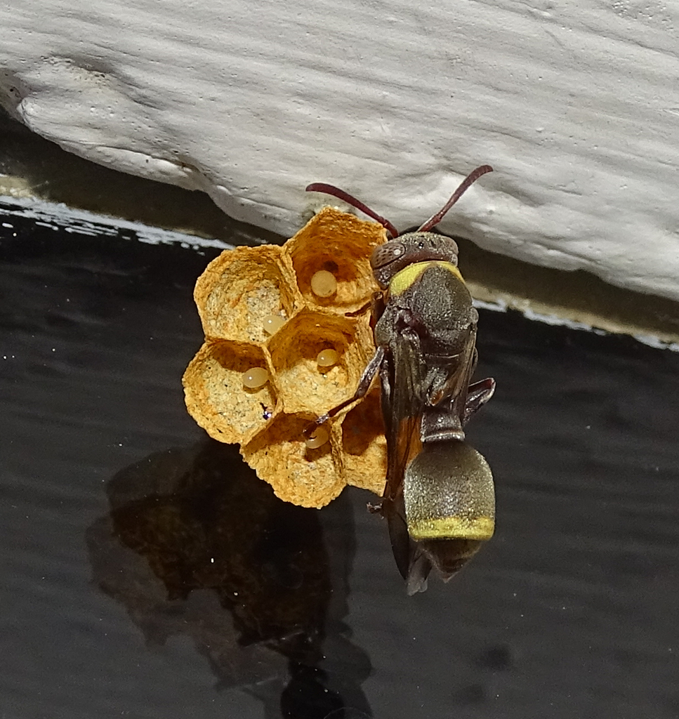 Small Paper Wasps from Klein Windhoek, Windhoek, Namibia on January 16 ...