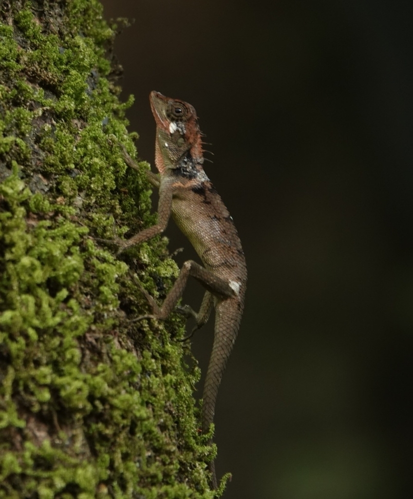 Elliot's Forest Lizard from Waynad wild on January 15, 2022 at 04:05 PM ...