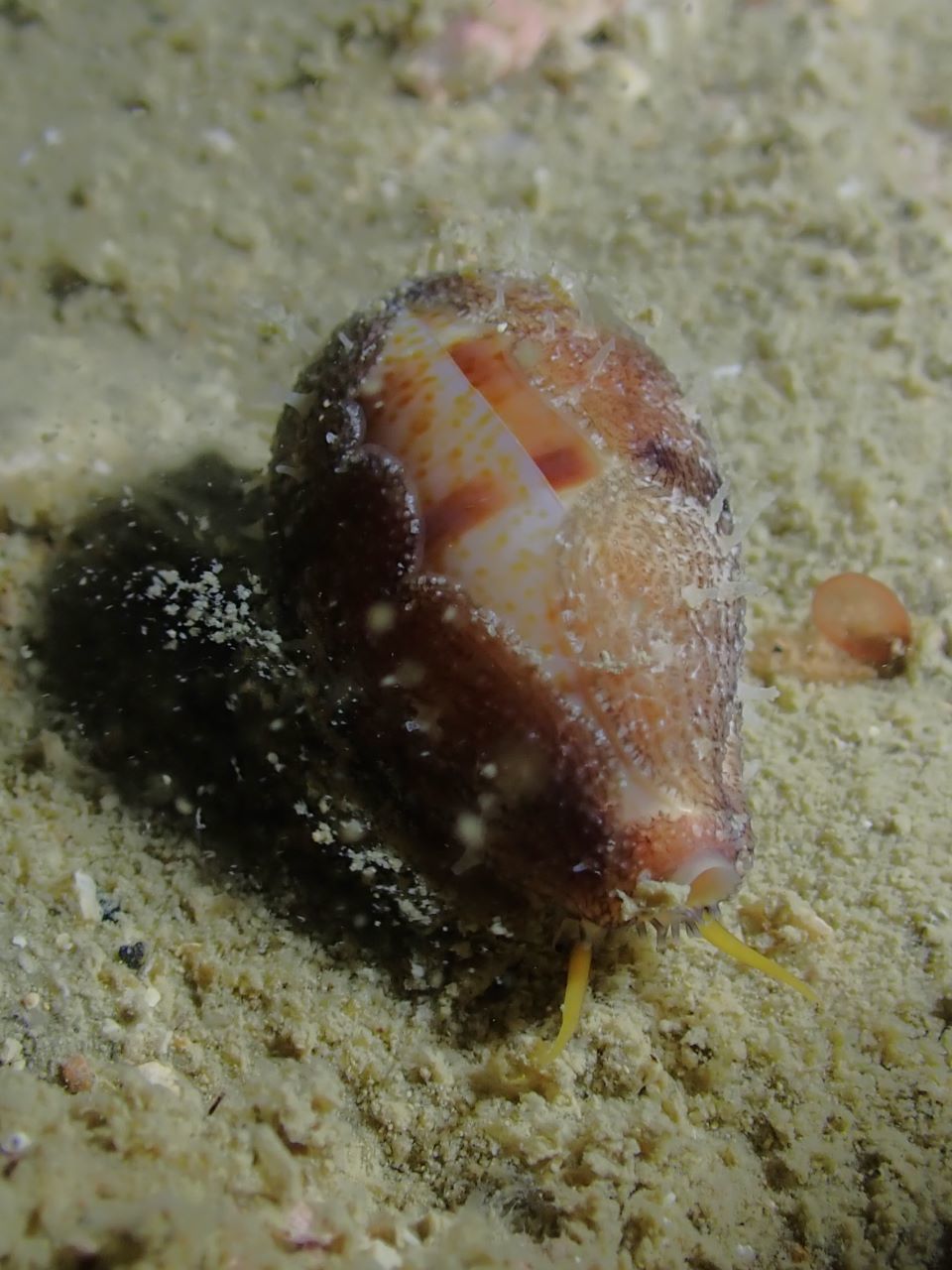 Contradusta walkeri (J.E.Gray, 1832)