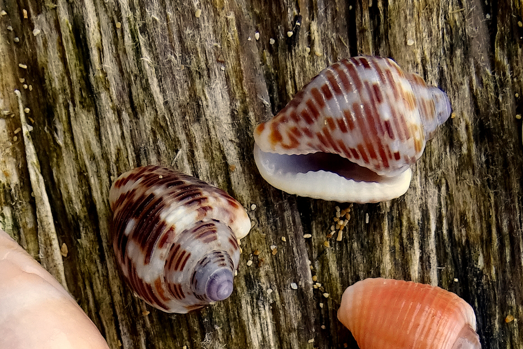 Merchant Dove Shell from Playa Bluff, Panama on August 06, 2018 at 03: ...