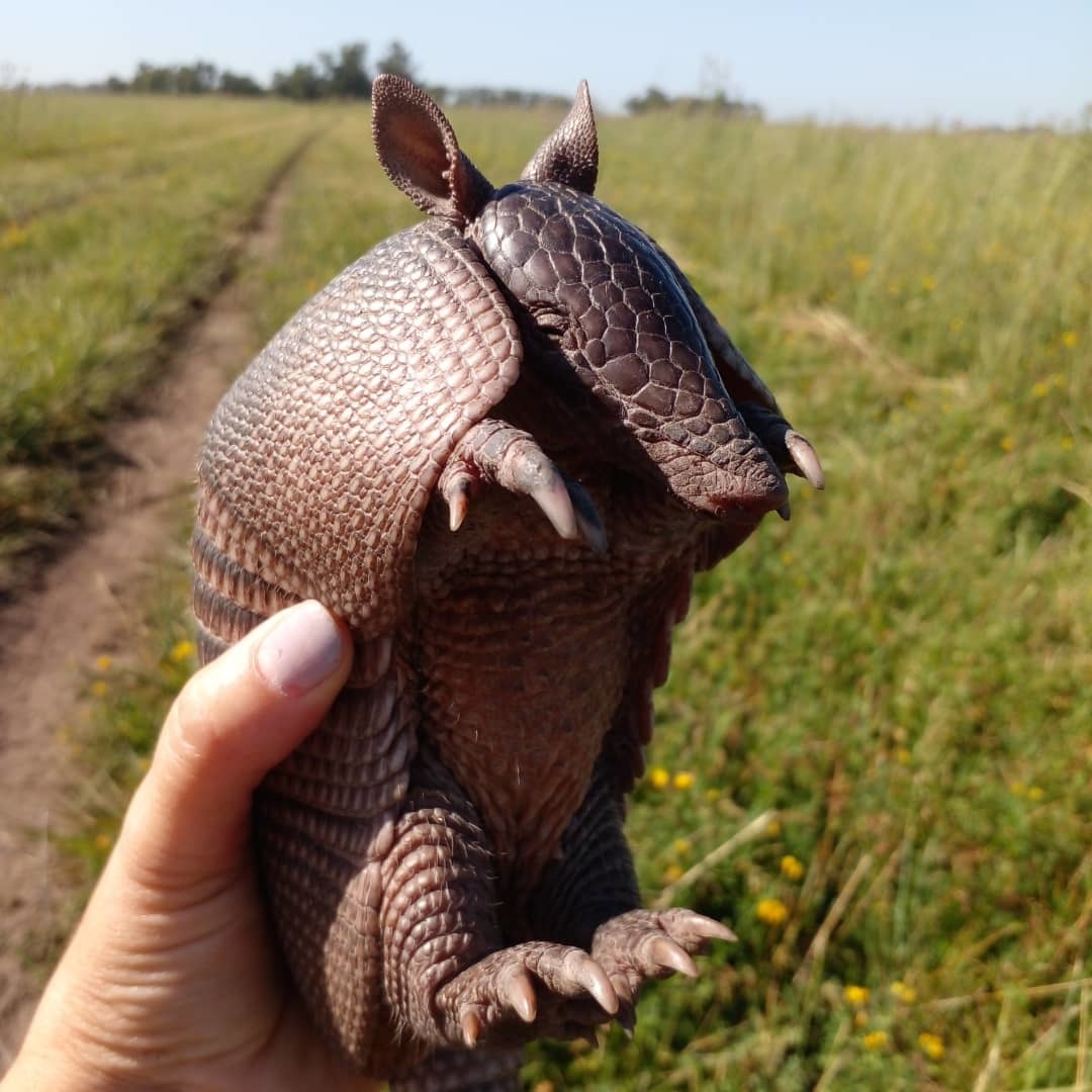 Dasypus septemcinctus Linnaeus, 1758