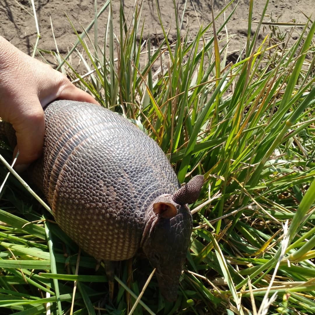 Dasypus septemcinctus Linnaeus, 1758