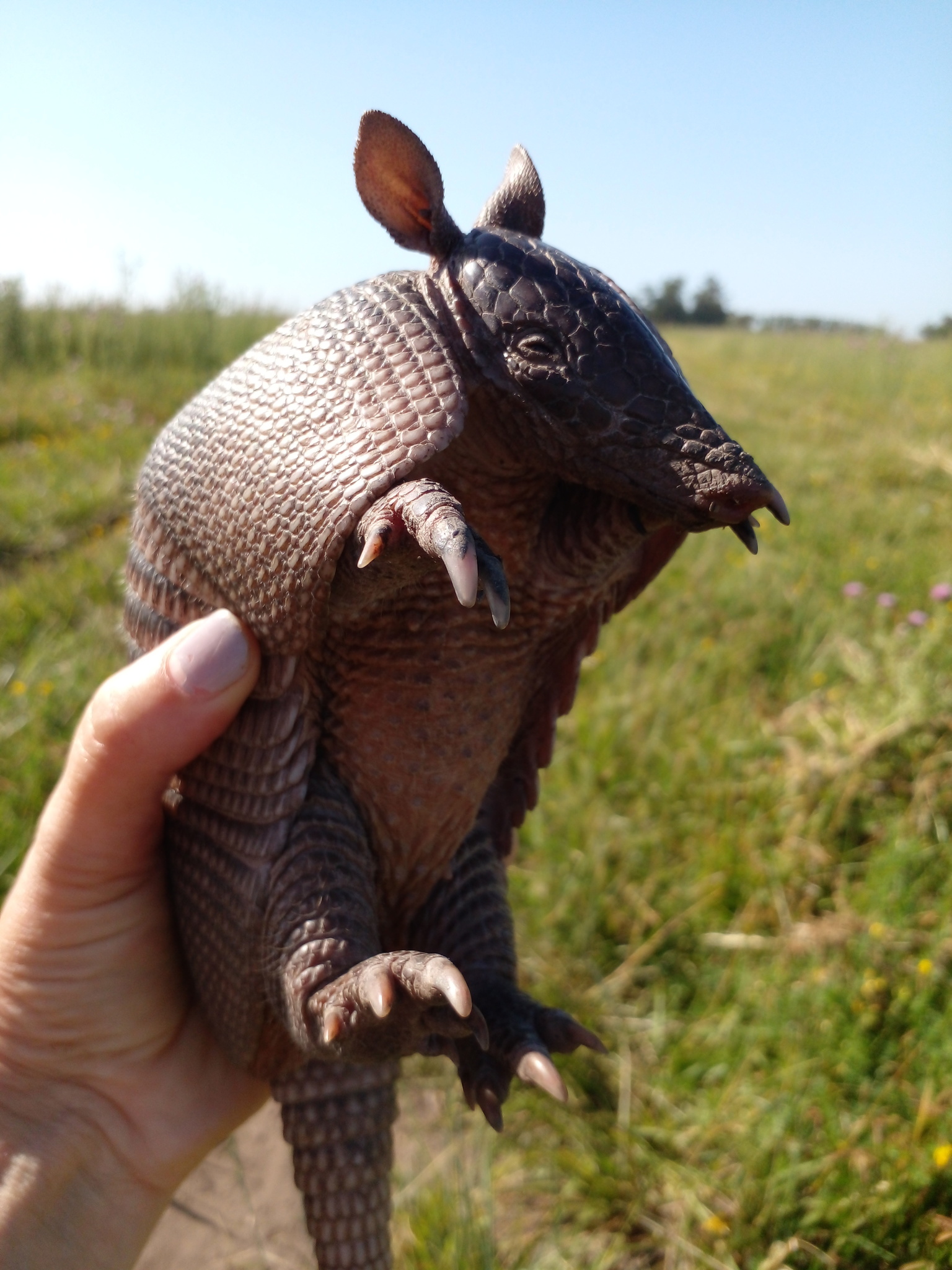 Dasypus septemcinctus Linnaeus, 1758