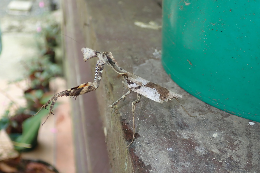 Philippine Dead Leaf Mantis from 菲律賓保和保和島 on April 7, 2019 at 02:09 PM ...