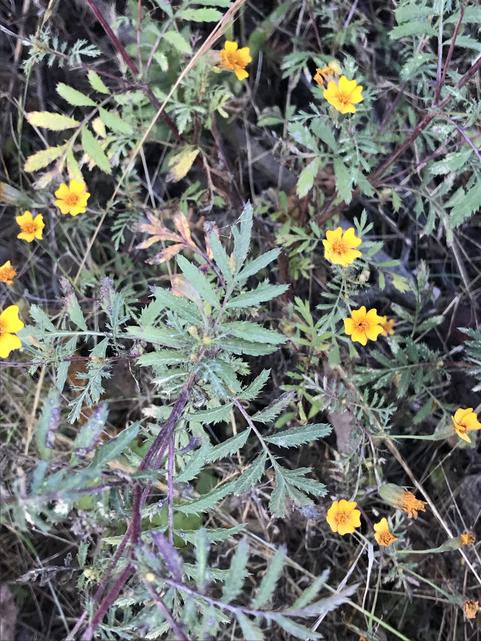Tagetes tenuifolia Cav.
