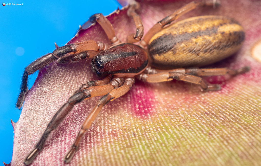 Subtropical Grass-stitching Zodariid from Richards Bay, South Africa on ...
