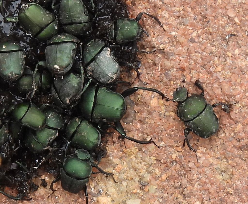 Gymnopleurus humeralis from Lotri Bay, Siavonga, Zambia on December 21 ...