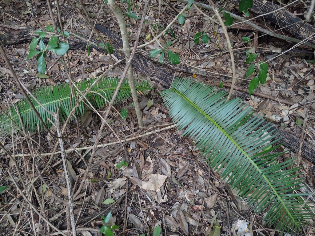 Chestnut Dioon in January 2022 by Guillermo H. Sosa-Tovar · iNaturalist