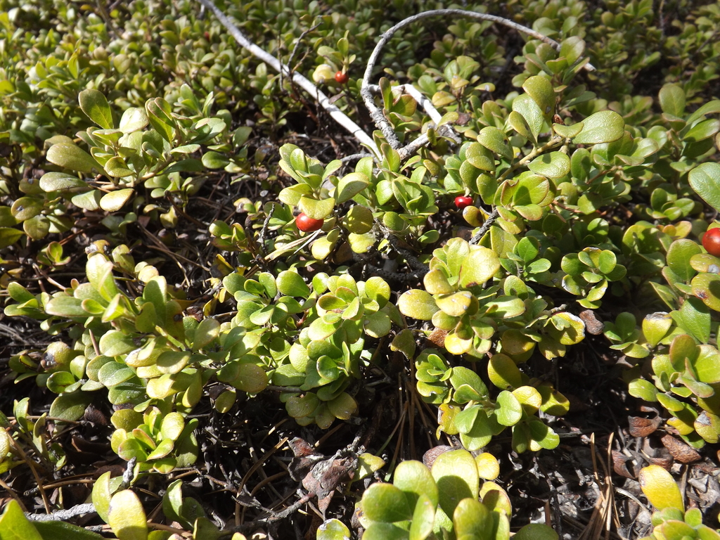 bearberry from Carbon County, MT, USA on January 06, 2018 at 08:59 PM ...
