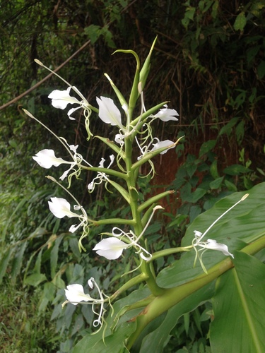 Hedychium stenopetalum · iNaturalist Mexico