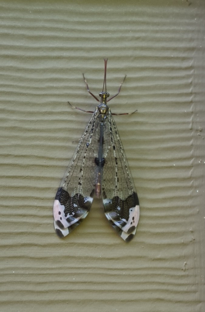 Pleasing Picture-winged Antlion from Washington County, AR, USA on July ...