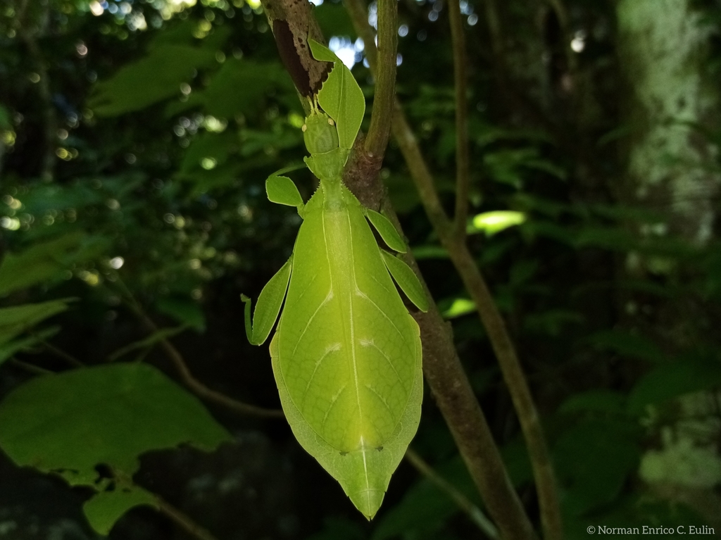 Phyllium samarense from Location: 12.539167, 124.271389 on January 16 ...