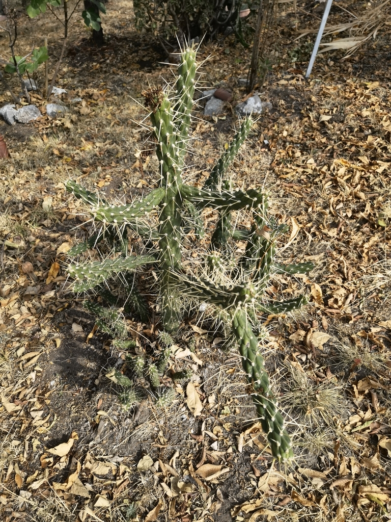 tree cholla from Atizapán de Zaragoza, MX-MX, MX on January 16, 2022 at ...