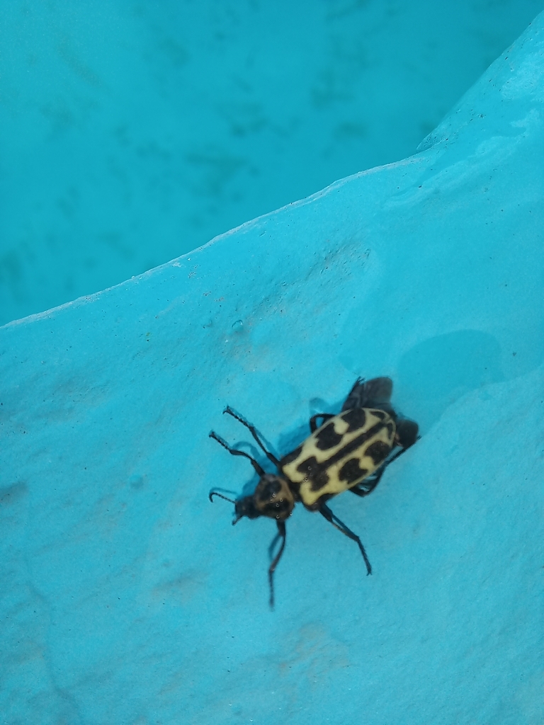 Spotted Maize Beetle from General pico on January 16, 2022 at 01:55 PM ...