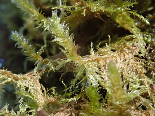 Neckera cephalonica · iNaturalist