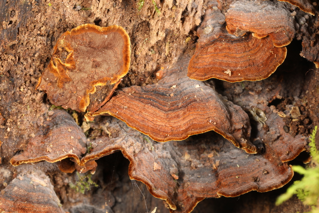 Oak Curtain Crust Fungus from 3451 Harmonie State Park Rd, New Harmony ...