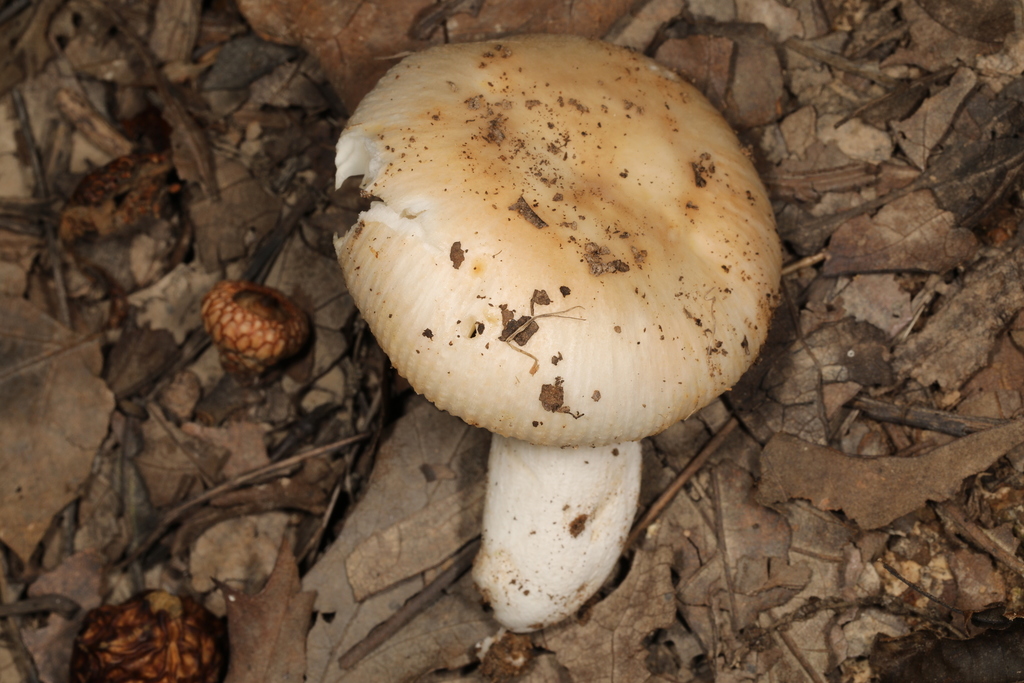 Russula from Mt Vernon, IN 47620, USA on August 14, 2021 at 07:10 PM by ...