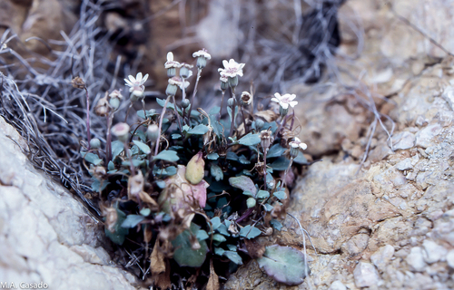 Senecio varicosus · iNaturalist