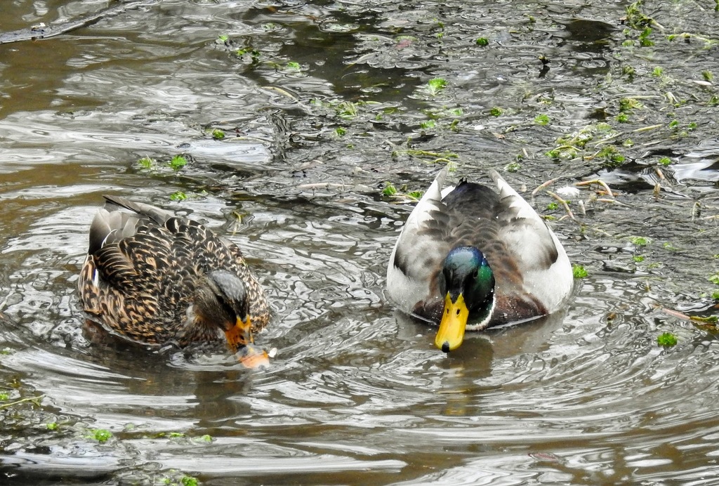 Mallard from Greenbelt, MD, USA on January 16, 2022 at 11:15 AM by ...