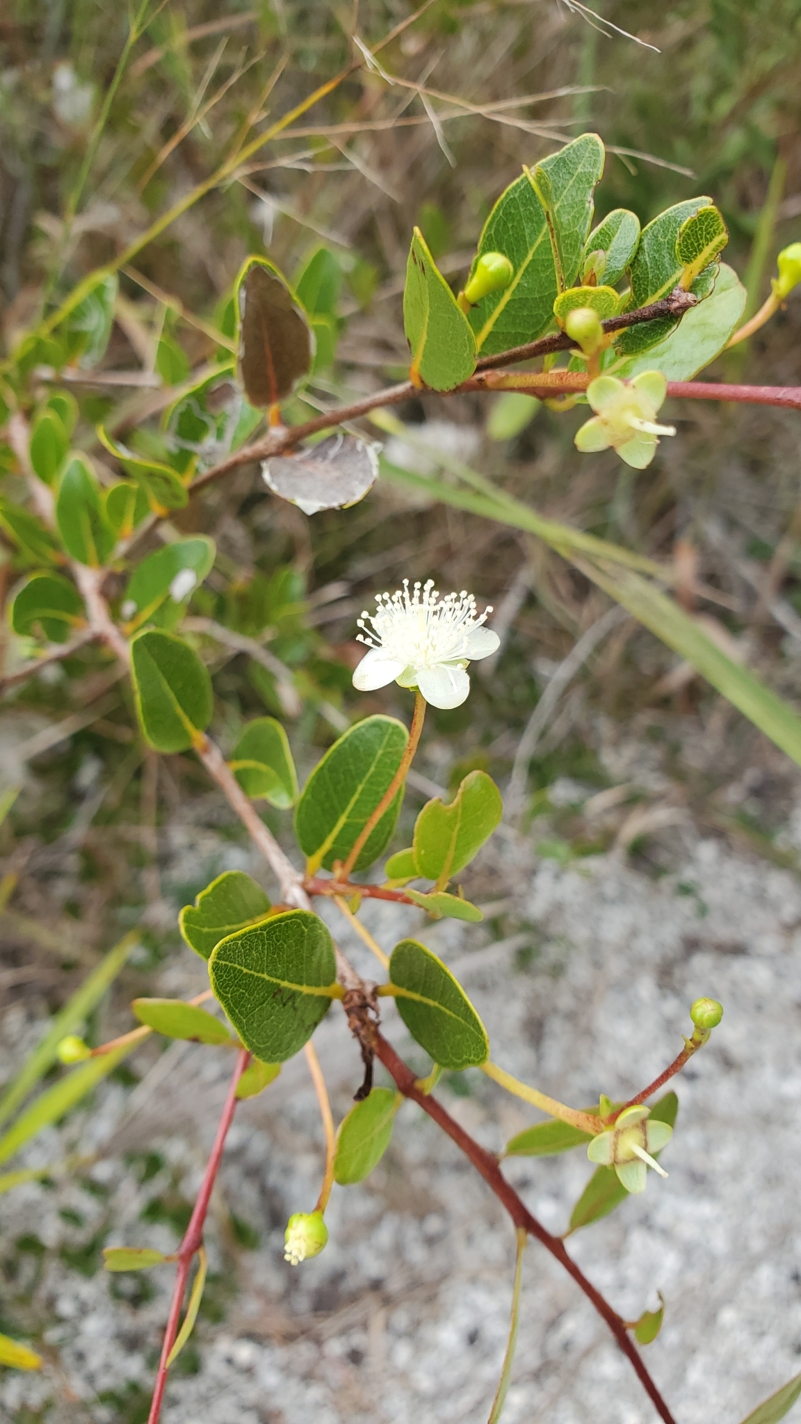 Mosiera longipes (O.Berg) Small