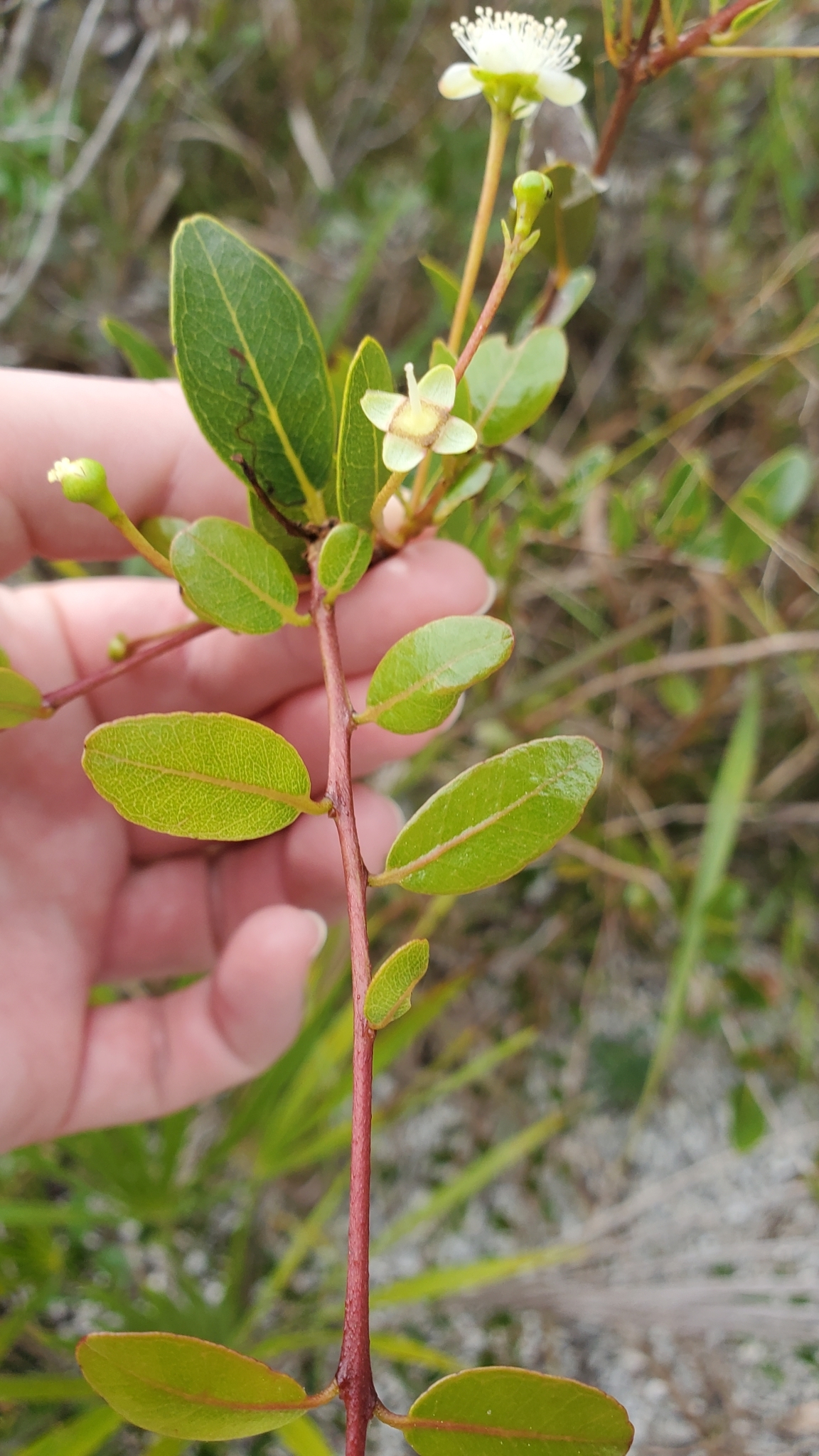 Mosiera longipes (O.Berg) Small