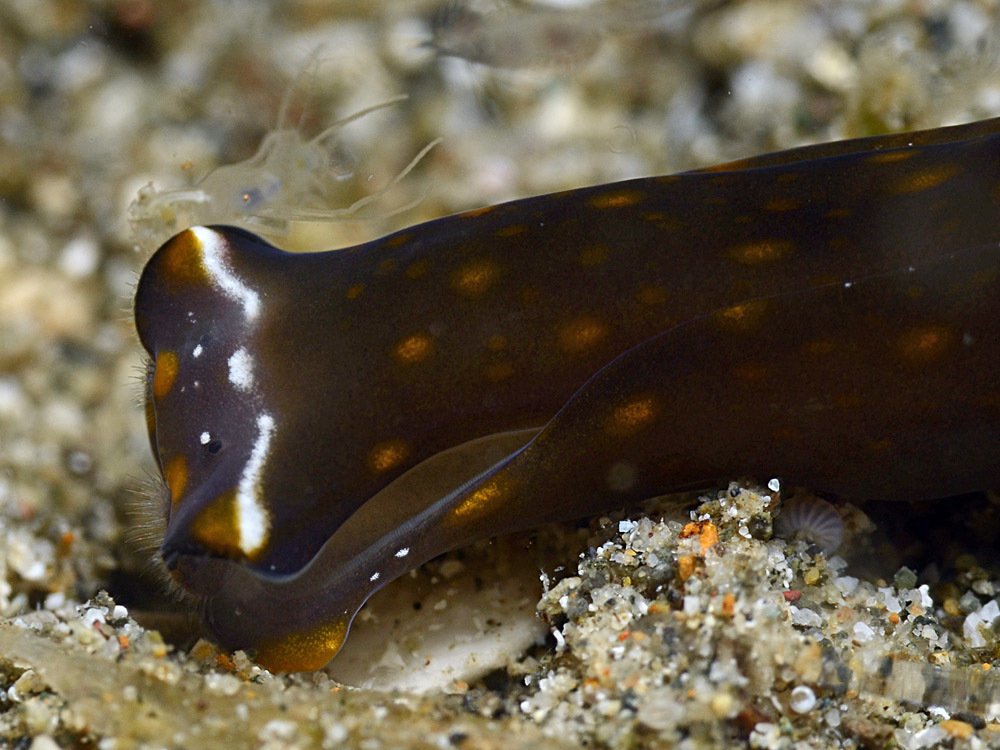 White-speckled Headshield Slug (Gastropods of the United States Pt.9 ...