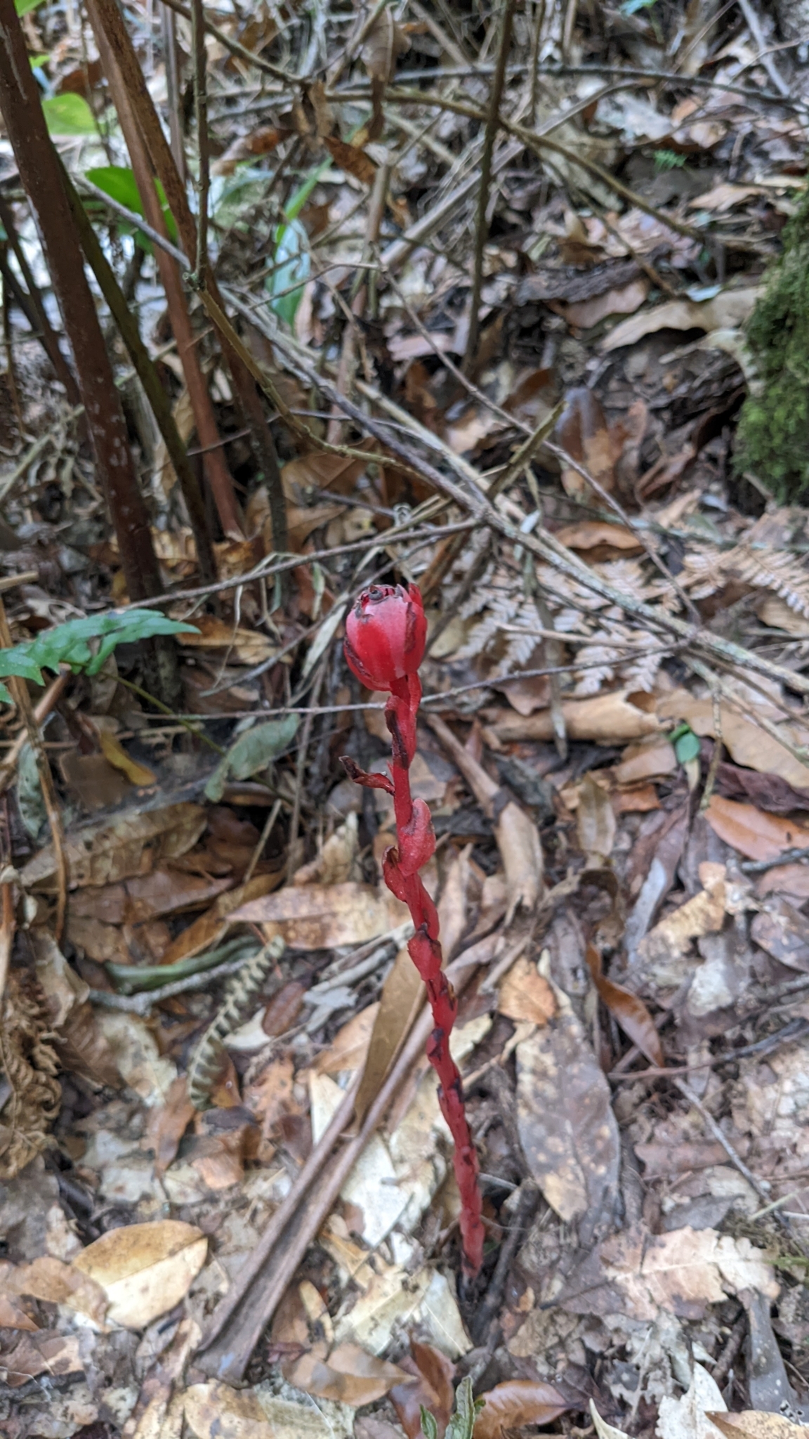 Monotropa coccinea Zucc.