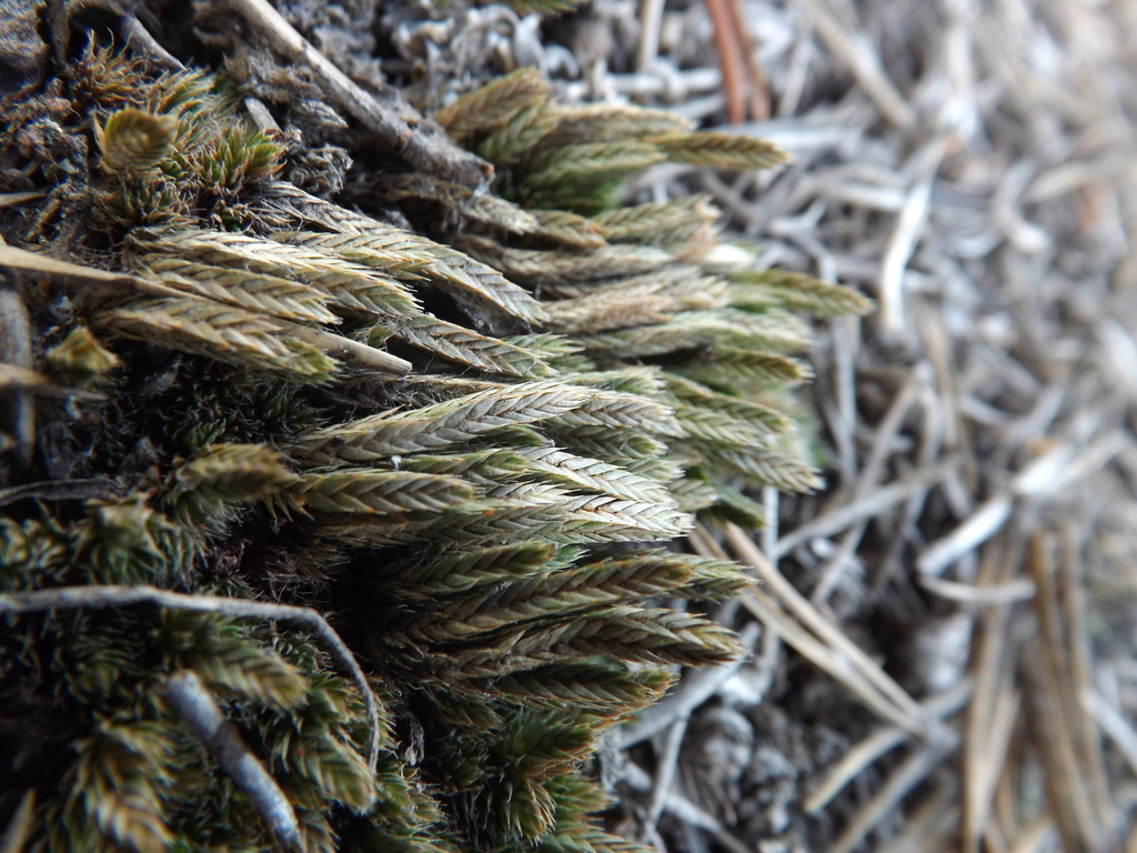 Rocky Mountain Spikemoss from Carbon County, MT, USA on January 6, 2018 ...
