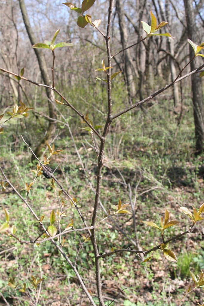 chokecherry from Clinton Falls, Steele County, MN, USA on May 04, 2018 ...