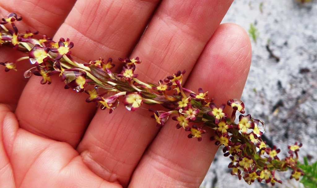 Snake Catstailbush from Rockview dam area Helderberg Rural, Sir Lowry's ...