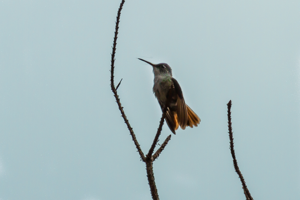 Azure-crowned Hummingbird from Reserva Natural Volcan Yali Nicaragua on ...