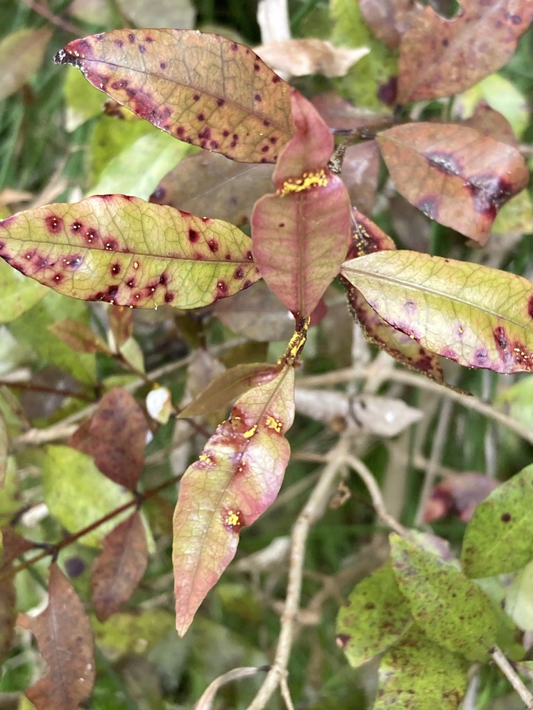 Myrtle Rust from Waikanae, New Zealand on January 14, 2022 at 01:44 PM ...