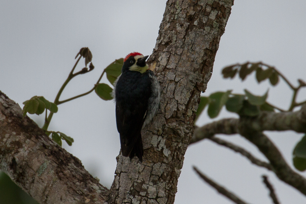 Acorn Woodpecker from Reserva Natural Volcan Yali Nicaragua on July 8 ...