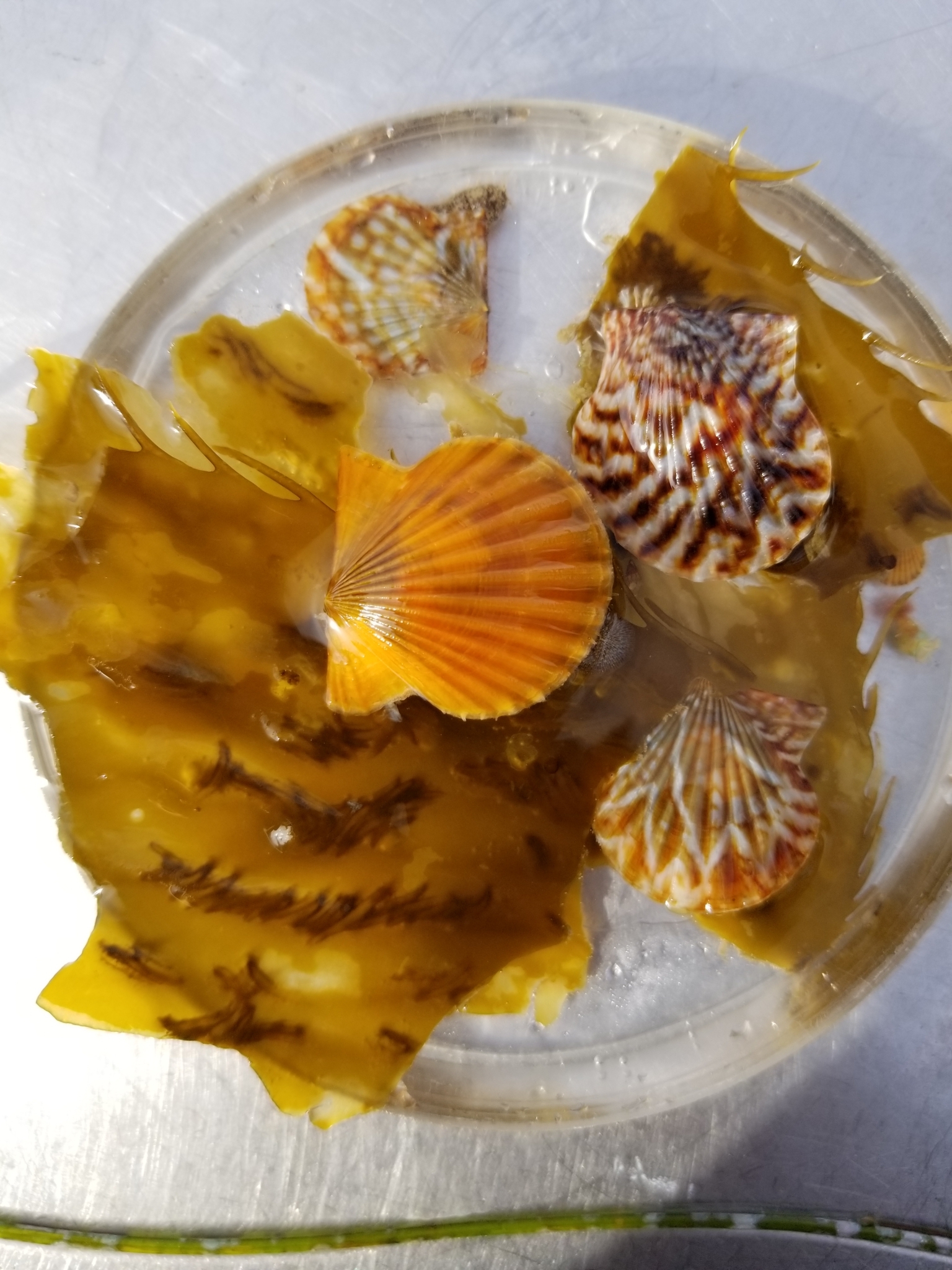 Leptopecten latiauratus (Conrad, 1837)