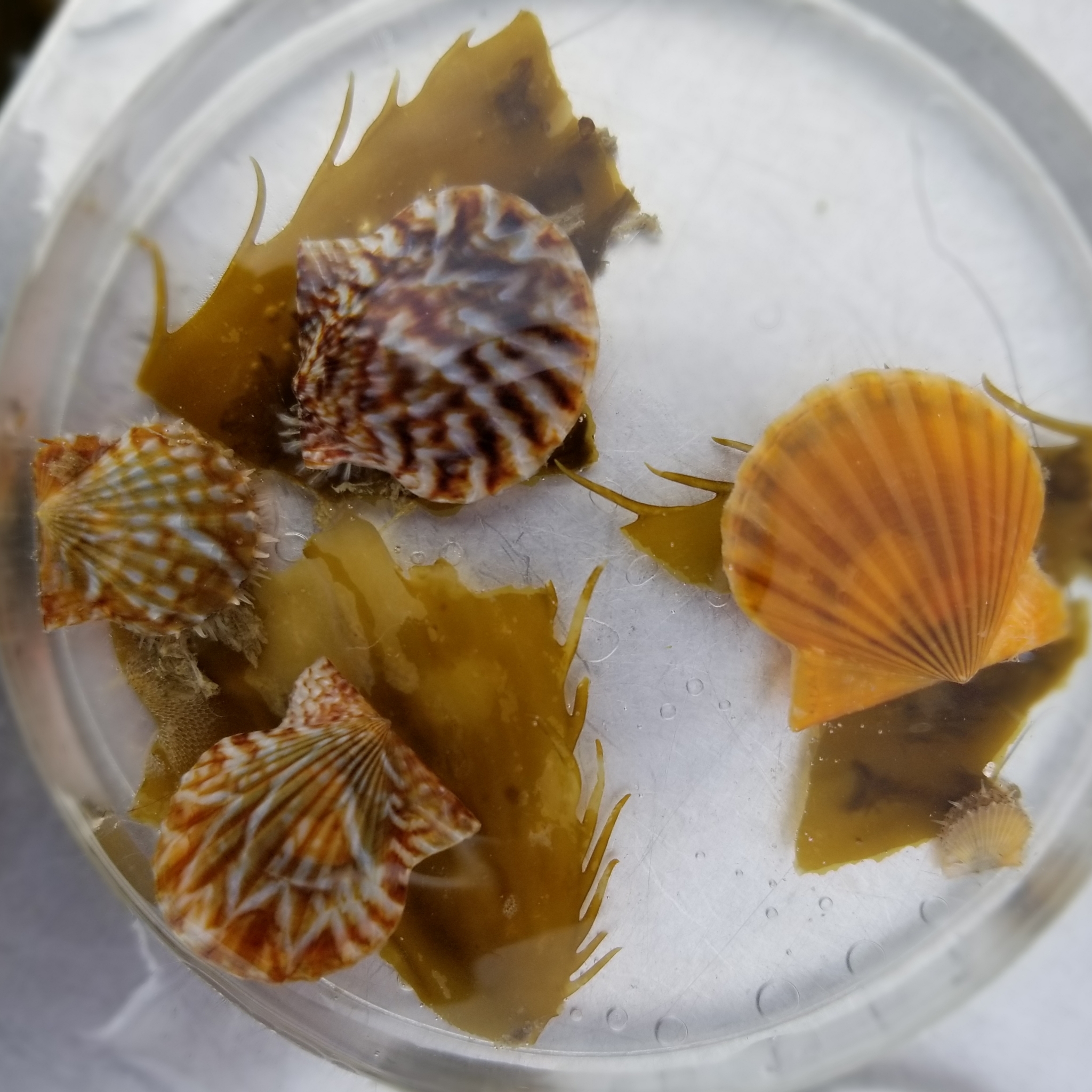 Leptopecten latiauratus (Conrad, 1837)