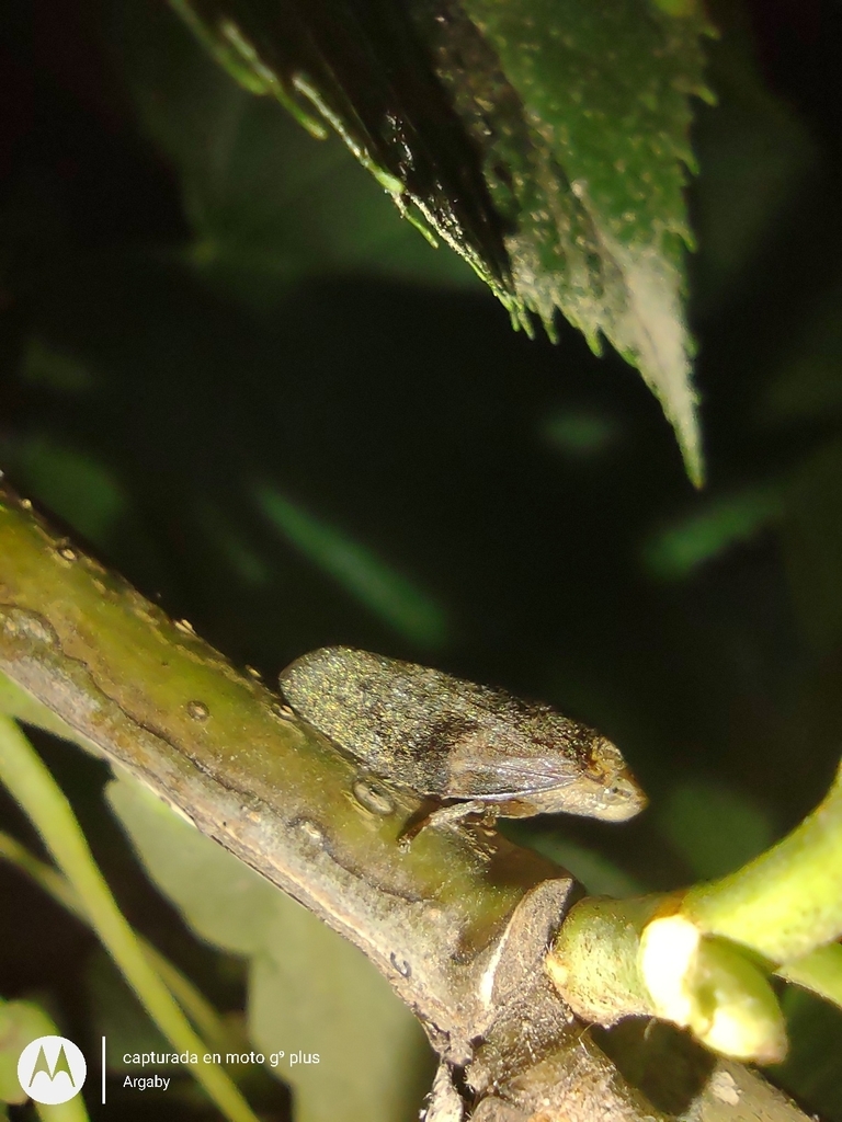 Cephisus siccifolius in January 2022 by Gabriel Albelda · iNaturalist