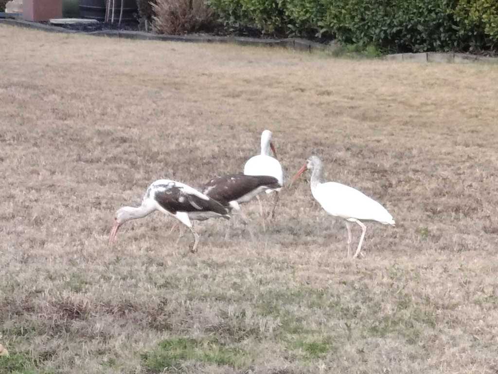 White Ibis from Horry County, SC, USA on January 16, 2022 at 06:26 PM ...