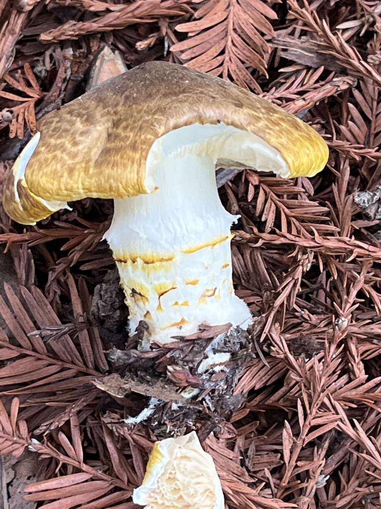 Floccularia albolanaripes from Sanborn County Park, Los Gatos, CA, US ...