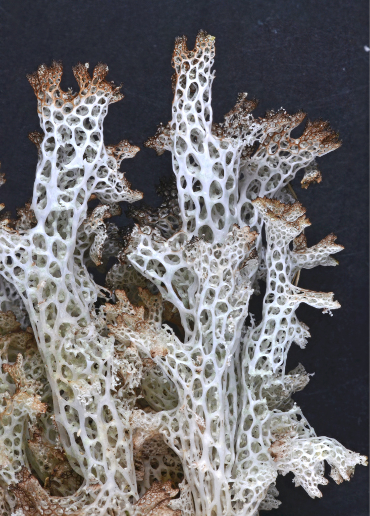 Coral lichen from 7875, New Zealand on January 13, 2022 at 02:03 PM by ...