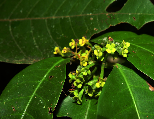 Siparuna poeppigii · iNaturalist