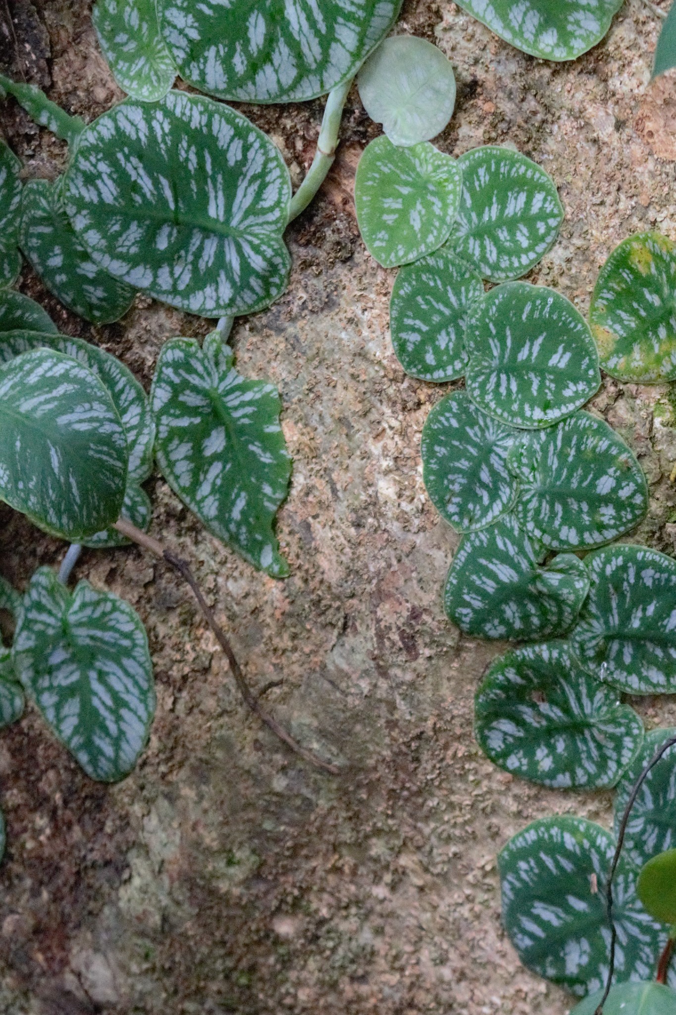 Monstera tuberculata var. brevinoda (Standl. & L.O.Williams) Madison